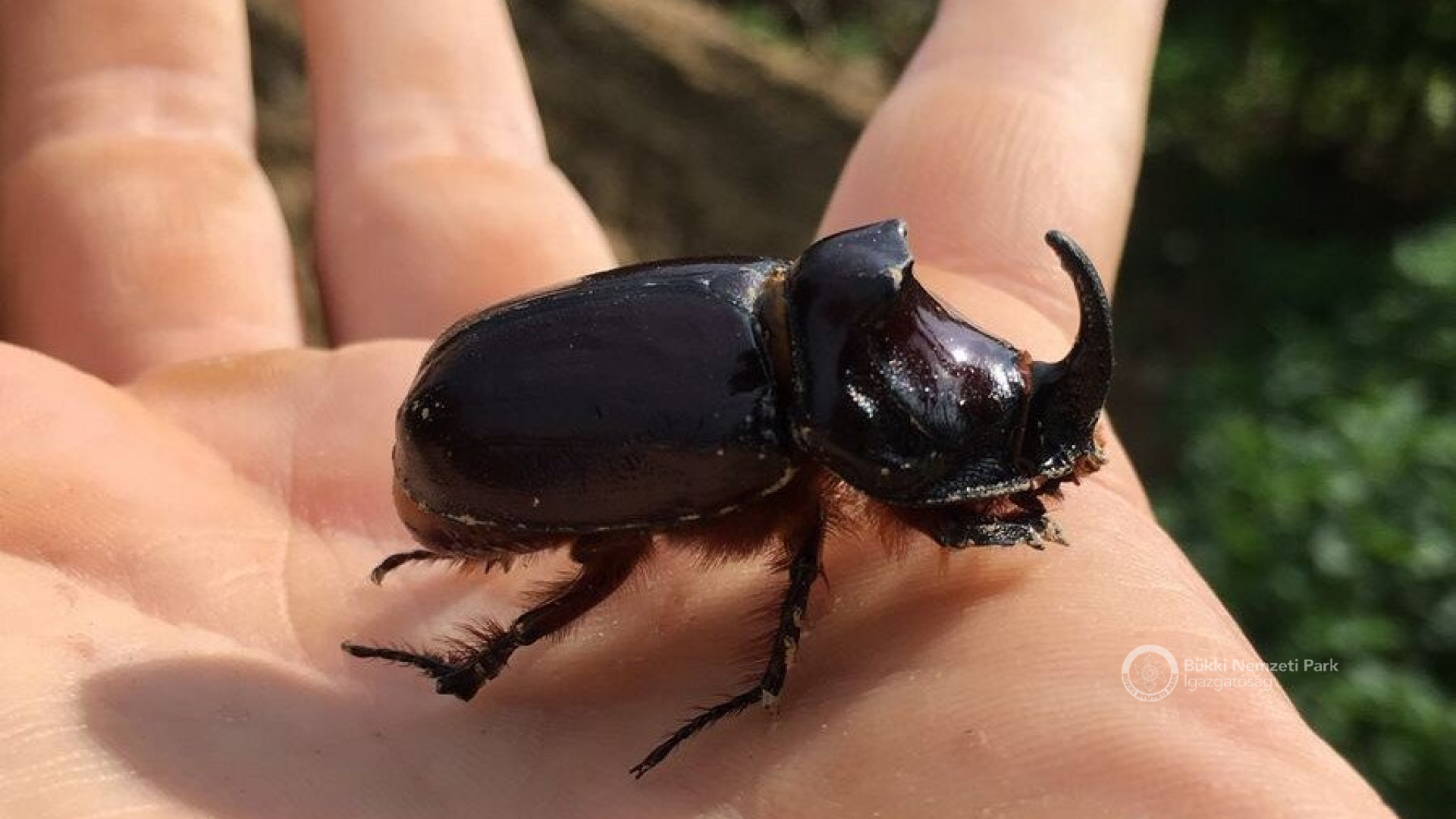 Bogarak a komposztból - Hír - Bükki Csillagda