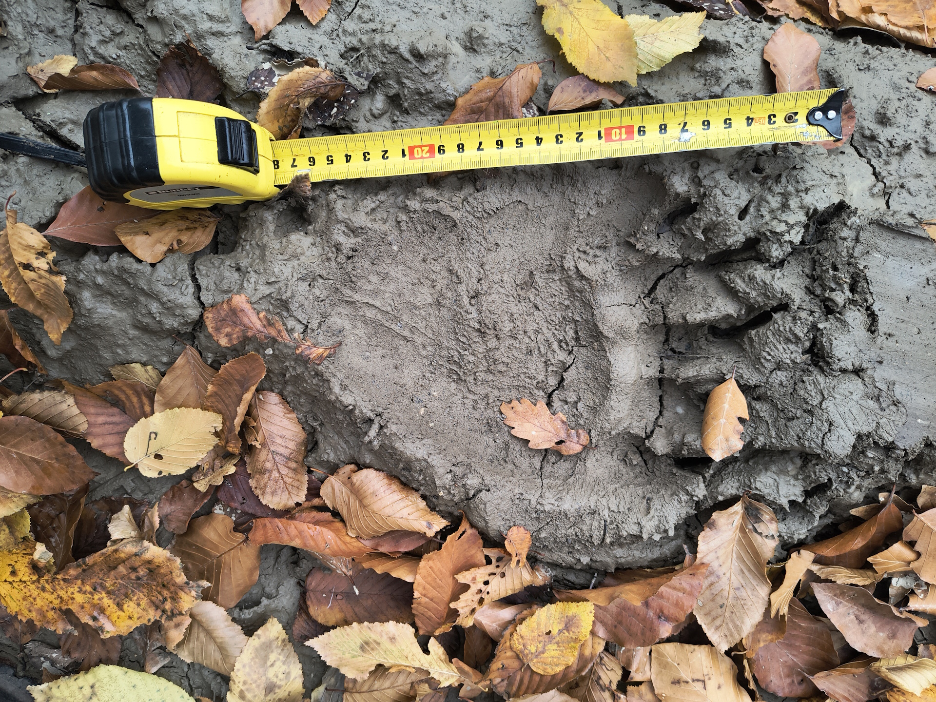 Hitelesen a barna medvékről: a kihelyezett vadetetőket is rendszeresen ...
